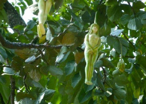 'Sacred' Tree Growing Women-shaped Fruit Baffles Social Media After ...