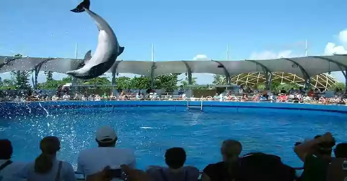 Angry Dolphin 'Breaks Free From Routine' And Attacks Trainer At Miami ...
