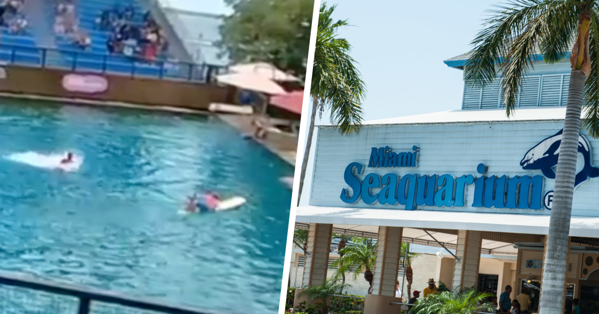 Angry Dolphin 'Breaks Free From Routine' And Attacks Trainer At Miami ...