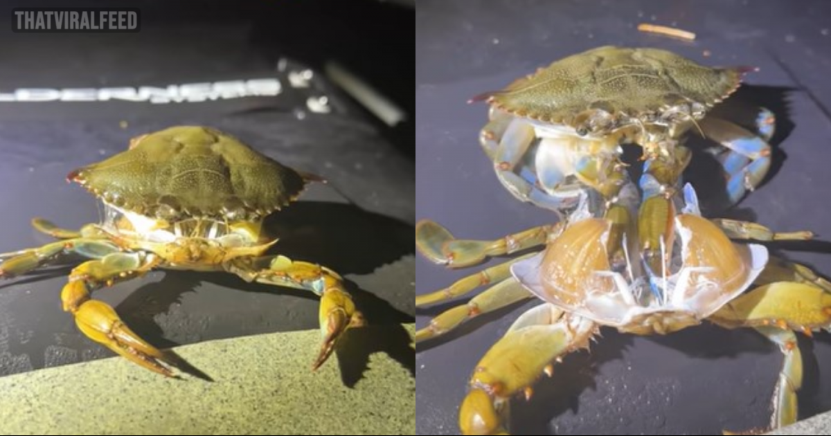 Remarkably Rare Sight Of Crab Shedding It's Shell Caught On Camera ...