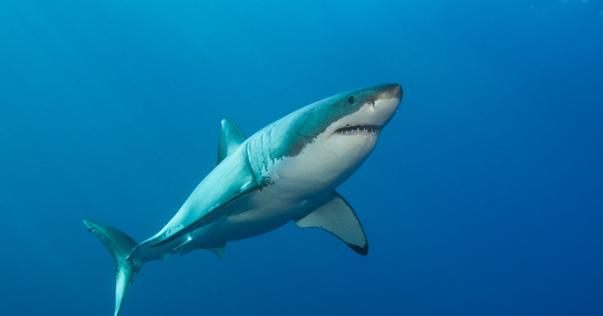 Scientists Shocked After First-Ever Shark Sounds Are Recorded In ...